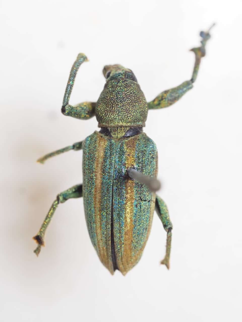 台湾で見つけた、標本ラベルの謎（前篇） ｜ 歴史むし探偵 ｜ 養老孟司 ｜ 連載 ｜ 考える人 ｜ 新潮社